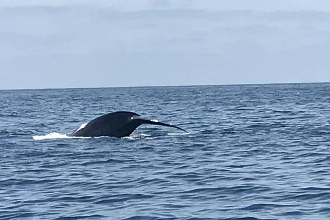 Private Family Whale & Dolphin Adventure in San Diego - FAQ