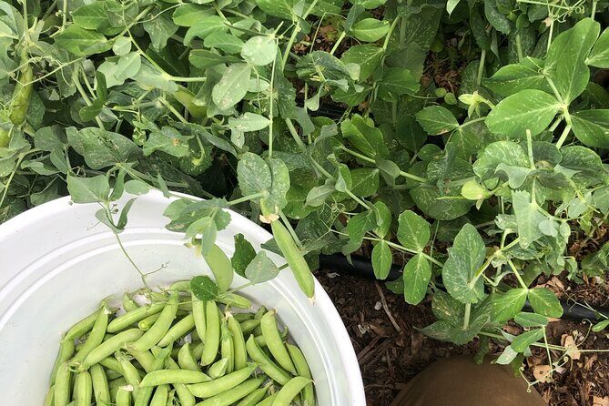 Private Farm Workshop in Napa Valley - Final Thoughts: Is It Worth It?