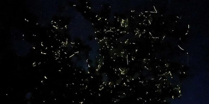Private Firefly Watching Night Cruise on Bohol Abatan River - Key Points