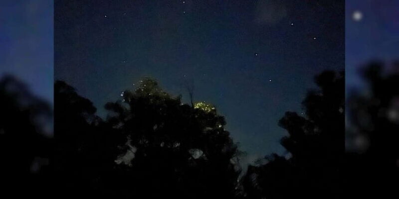 Private Firefly Watching Night Cruise on Bohol Abatan River - A Closer Look at the Experience