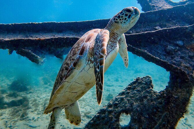 Private First-Time Dive on Arubas Reef and Wreck Site - Who Will Love This Tour?