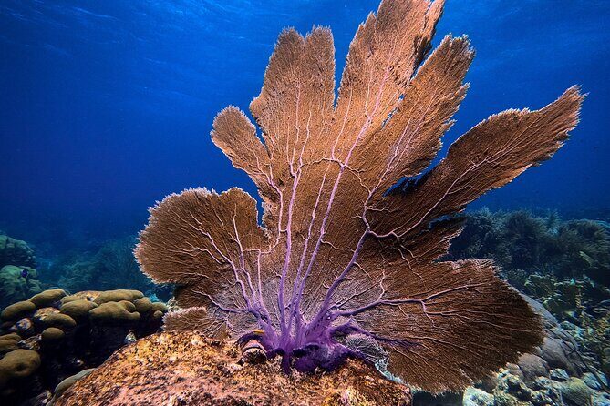 Private First-Time Dive on Arubas Reef and Wreck Site - The Sum Up