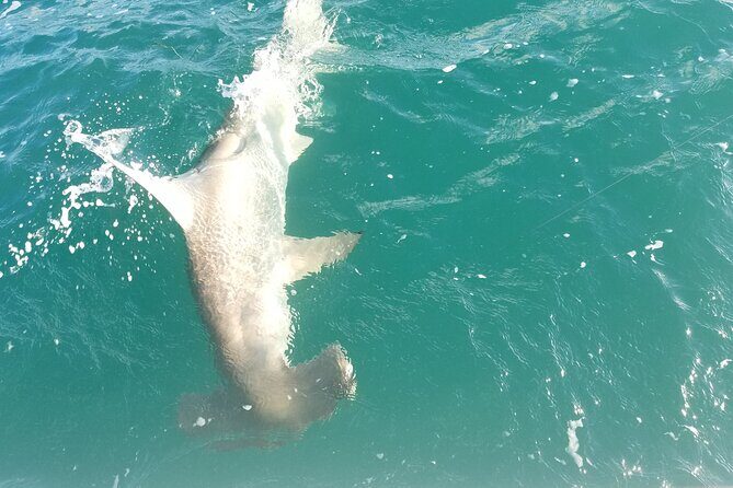 Private Fishing Charter Florida Keys - Exploring the Private Fishing Charter in Florida Keys: A Balanced Look