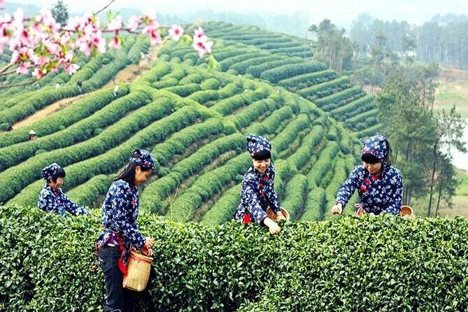 Private Flexible Hangzhou Layover Tour in Your Way - Why Choose This Hangzhou Tour?