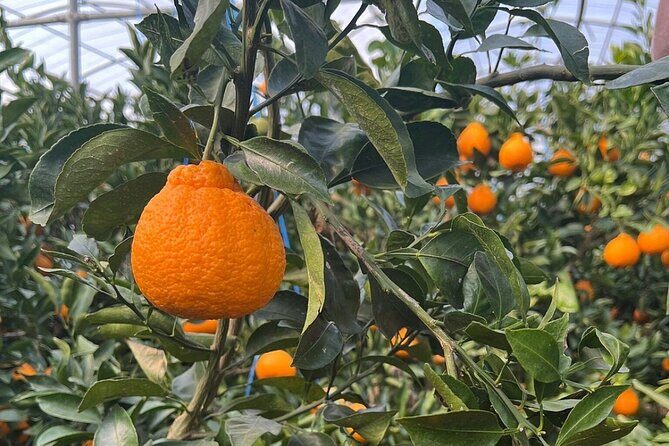 PRIVATE Flexible Tour Cruise Ship international ferry terminal - Who will benefit most from this tour?