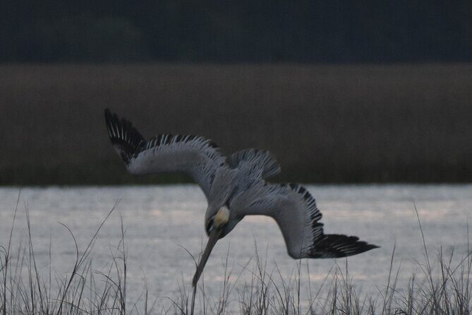 Private Folly River Sunset Dolphin Cruise - An In-Depth Look at the Folly River Sunset Dolphin Cruise