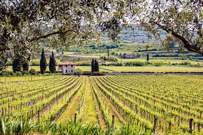 Private Frascati Day Trip With Lunch & Wine Tasting in a Vineyard - FAQs