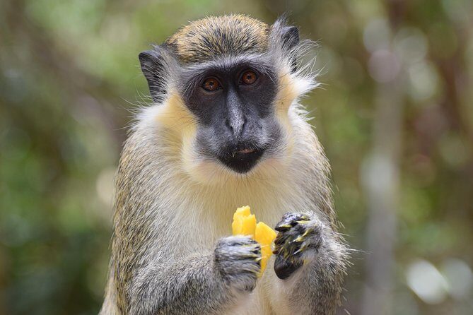 Private Full-Day Barbados Excursion - Key Points