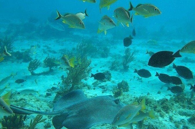 Private Full Day Charter - Stingray City, Starfish Point, Kaibo & Snorkeling - Who Should Consider This Tour?