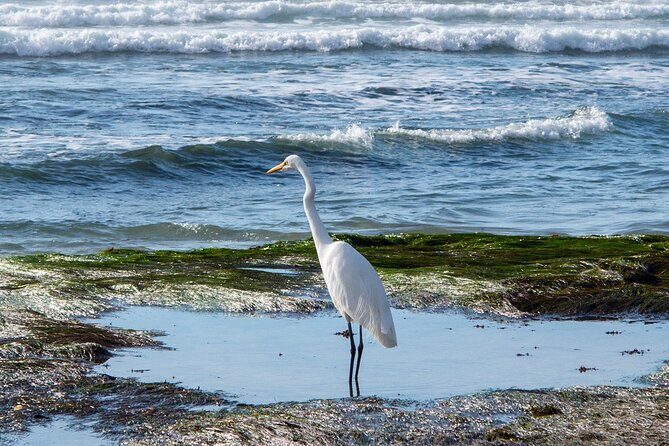 Private Full Day Coastal Tour from San Diego with private driver/guide - The Itinerary in Detail: What to Expect