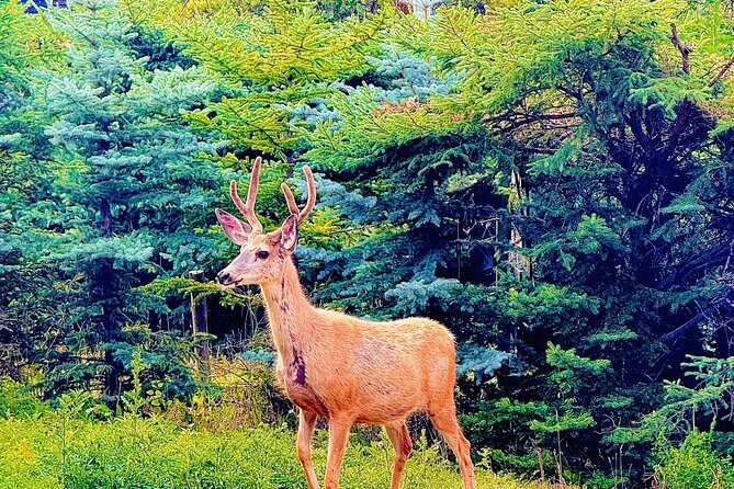 Private Full Day Experience Banff and Canmore Tour - The Sum Up