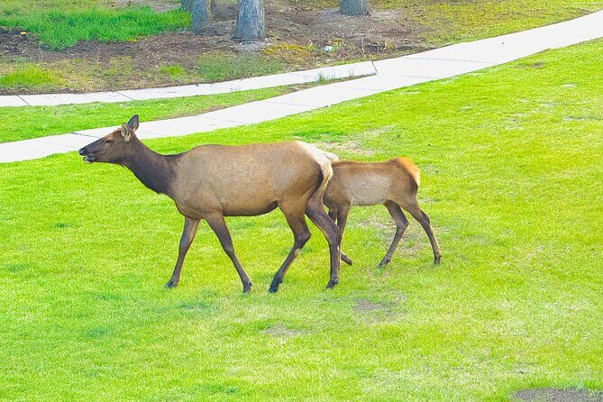 Private Full Day Experience Banff and Canmore Tour - FAQs