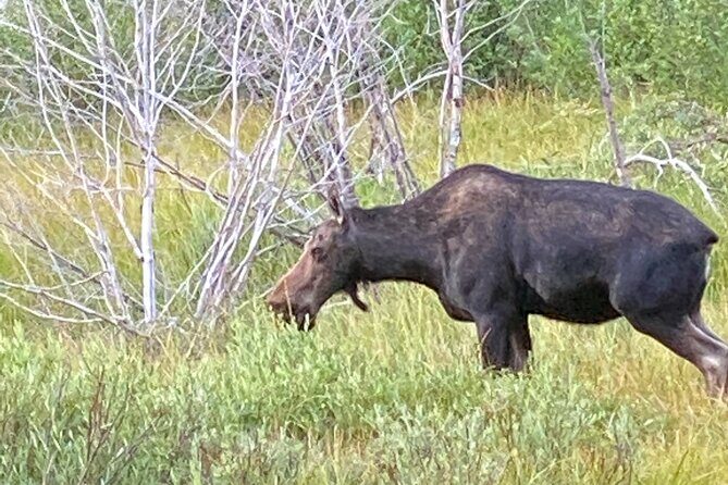 Private Full-Day Grand Teton National Park Tour with Picnic Lunch - What’s Included and What to Expect