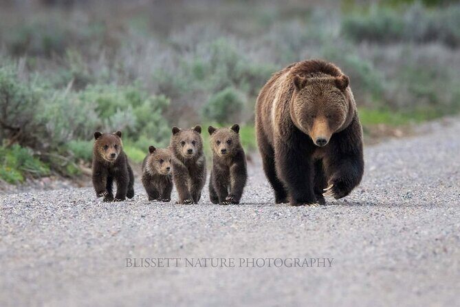 Private Full-Day Grand Teton National Park Tour with Picnic Lunch - Frequently Asked Questions