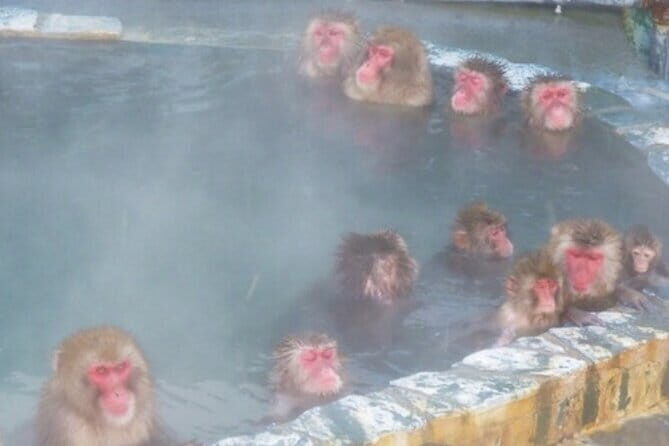 Private Full Day Guided Tour In Hakodate - Rising to the Summit on Mt. Hakodate