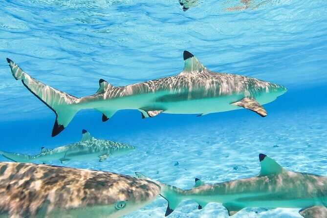 Private Full-Day Lagoon Adventure in Bora Bora with BBQ Lunch - Frequently Asked Questions (FAQs)