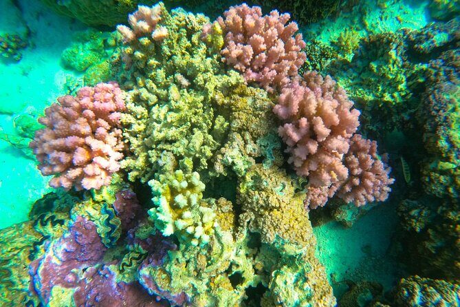 Private Full Day Lagoon Safari and Lunch on a Motu in Bora Bora - FAQ