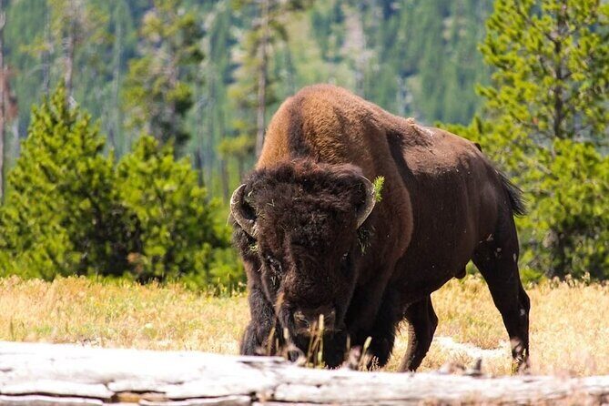 Private Full Day Luxury Tour at Yellowstone Park - Who Will Benefit Most?