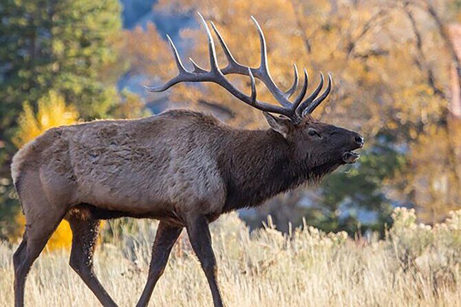 Private Full Day Luxury Tour at Yellowstone Park - FAQ