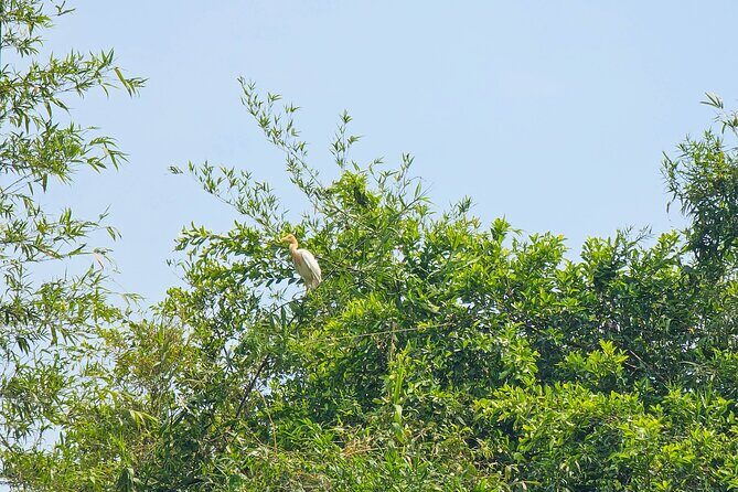 Private Full Day Mekong Delta Tour to Dong Thap Muoi Wetlands - Key Points