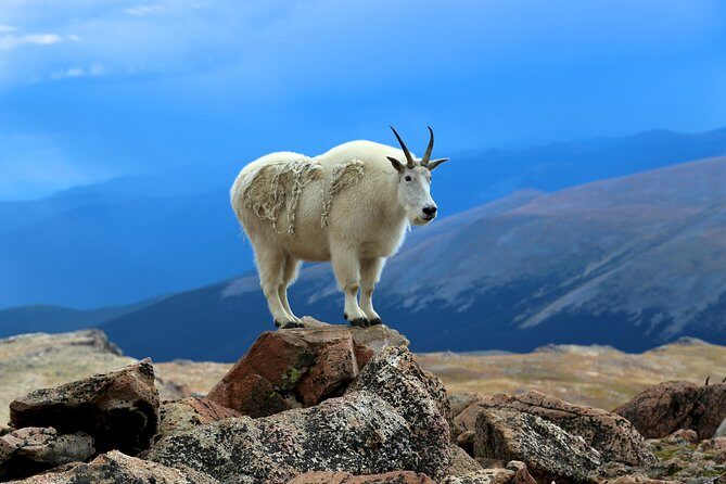 Private Full-Day Mount Blue Sky & Red Rocks Tour from Denver - Why This Tour Stands Out