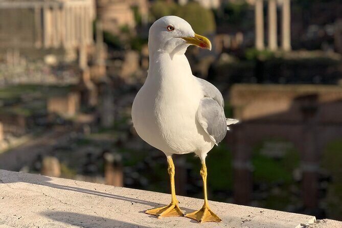 Private Full Day Rome Tour - Licensed Tour Guide, Executive Car - Who Will Love This Tour?