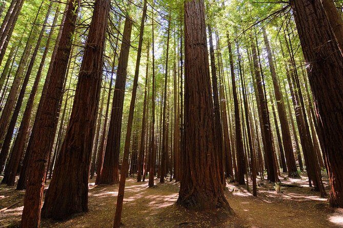 Private Full-Day Rotorua Tour from Auckland - Deep Dive into the Itinerary