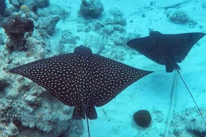 Private Full Day Sail/ Snorkel Experience USVI (Sapphire Marina, STT pick up) - Who Will Love This Tour?