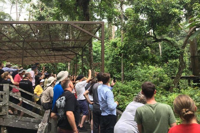 Private Full Day Sepilok Orang Utan, Bornean Sun Bear and Rainforest Discovery Center Tour - An In-Depth Look at Each Stage of the Tour