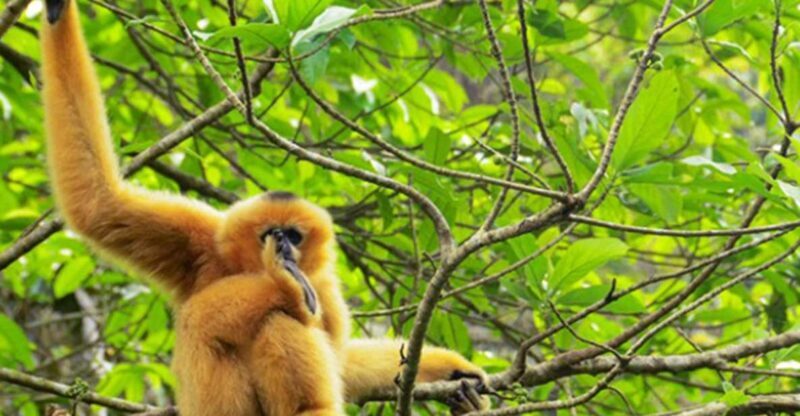 Private Full Day Tam Coc, Cuc Phuong National Park W/ Lunch - Key Points