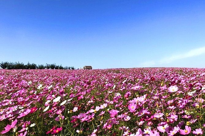 Private Full day Tour Anseong Farm Land with Gwangmyeong Cave - A Practical and Enjoyable Day Out in Gyeonggi-do: An In-Depth Look at the Private Full-Day Tour to Anseong Farmland and Gwangmyeong Cave