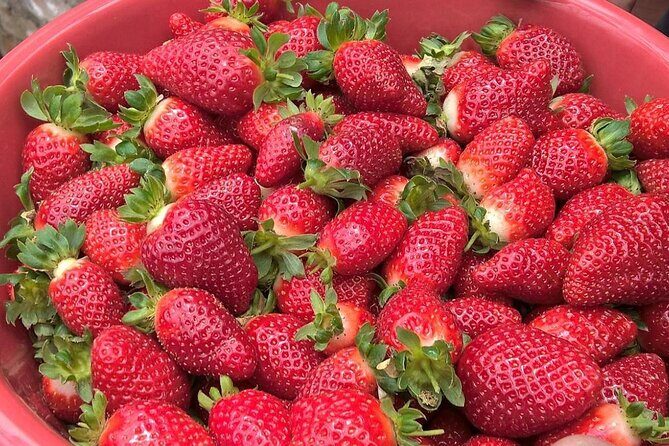 Private Full Day Tour : Cameron Highlands with Batu Caves Stopover - Honey and Strawberry Farms: Sweet Experiences