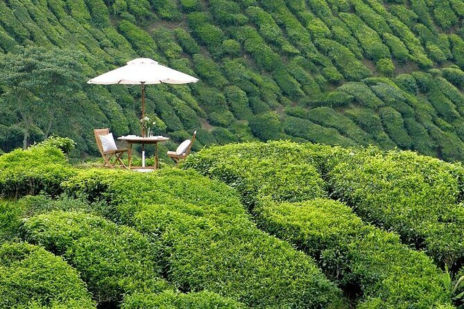 Private Full Day Tour : Cameron Highlands with Batu Caves Stopover - The Iconic Tea Plantations