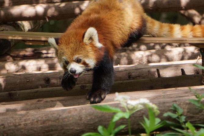 Private Full-Day Tour: Chengdu City Highlights - A Closer Look at the Full-Day Chengdu Experience