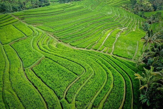 Private Full Day Tour in Enchantment of Ubud - Why Choose a Private Full Day Tour in Ubud?