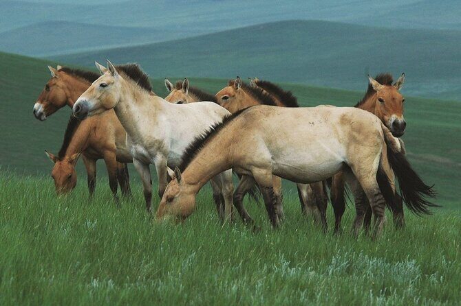 Private Full Day Tour in Khustain Nuruu National Park - A Close Look at the Private Full Day Tour in Khustain Nuruu National Park