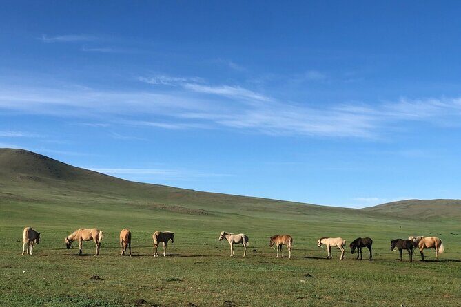 Private Full Day Tour in Khustain Nuruu National Park - Who Will Love This Tour?