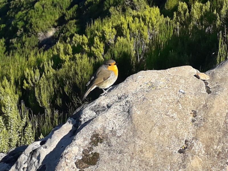 Private Full-Day Tour of North Coast and Laurissilva Forest - Scenic Return to Funchal