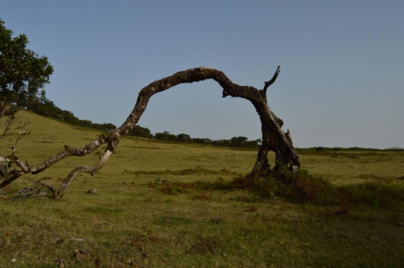 Private Full-Day Tour of North Coast and Laurissilva Forest - Who Is This Tour Best Suited For?