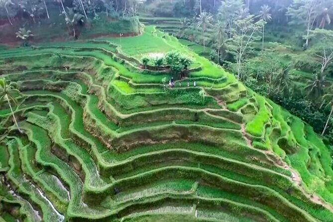 Private Full-Day Tour of Ubud - Practical Considerations & What’s Included