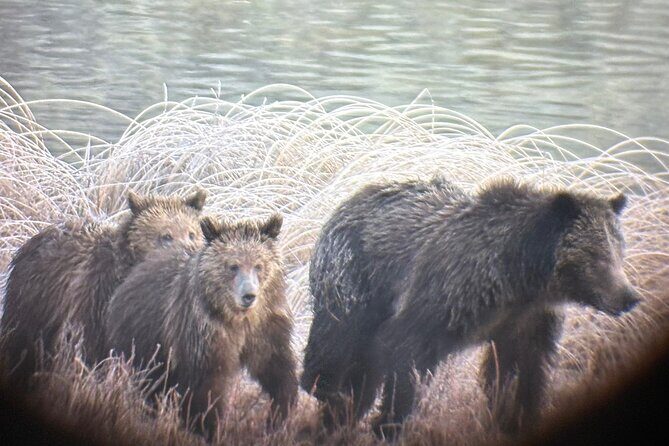 Private Full Day Tour of Yellowstone's Natural Wonders - What Reviewers Say