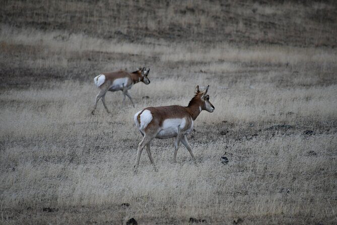 Private Full Day Tour of Yellowstone's Natural Wonders - Final Thoughts: Who Should Book This Tour?