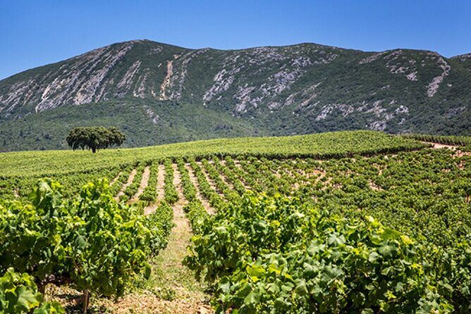 Private Full Day Tour through Sesimbra and Arrábida - Frequently Asked Questions (FAQs)