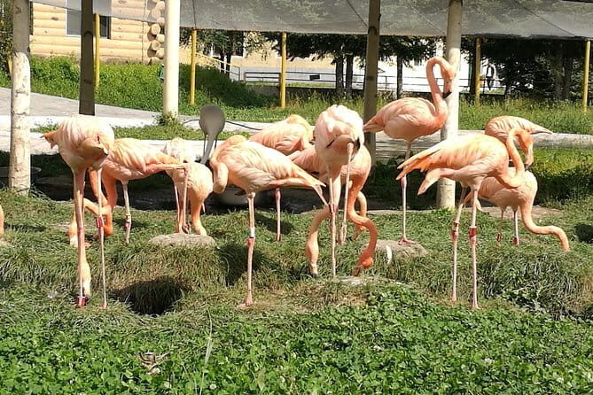 Private Full Day Tour to Harbin Beifang Forest Zoo and Optional Seafood Dinner - An Honest Look at the Itinerary