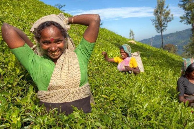 Private Full Day Tour to Nuwara Eliya from Kandy - An In-Depth Look at the Tour Experience
