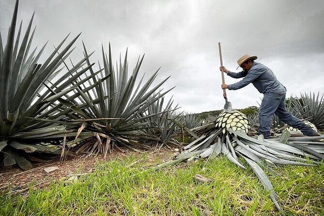 Private Full-Day Tour to Tequila Pueblo Magico - FAQs