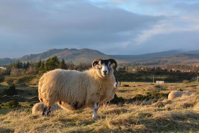 Private Full-Day Tour to the Scottish Highlands and Loch Ness - Key Points
