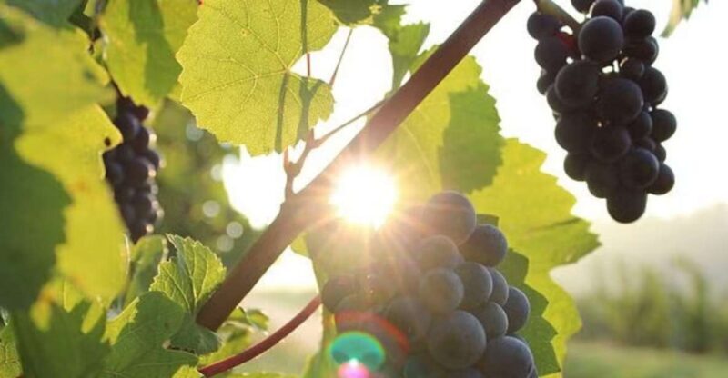 Private Full - Day Tour: Wine Tasting Tour to Peljesac - Final Thoughts