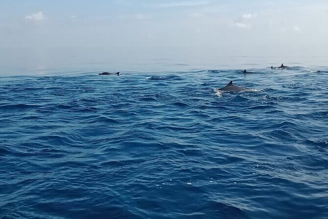 Private Full Day Trip Lovina Watching Dolphins and Wanagiri - Lovina Beach: Dawn’s Early Light and Playful Dolphins