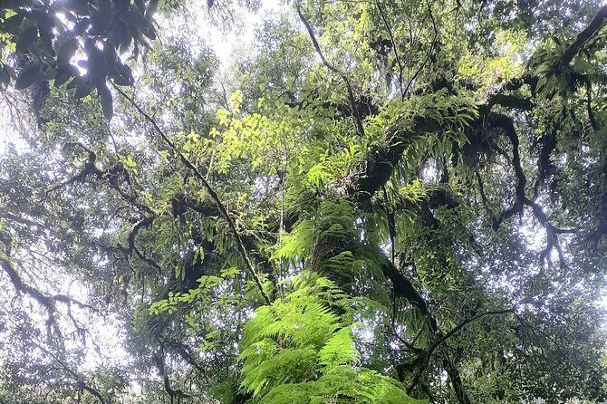 Private Full-Day Trip to Doiinthanon National Park - Potential Drawbacks or Considerations